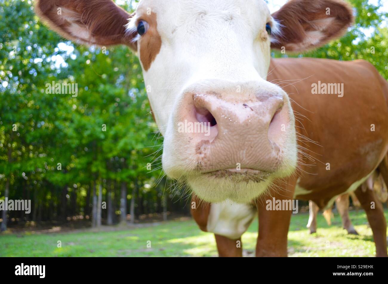 Cow snout hi-res stock photography and images - Alamy