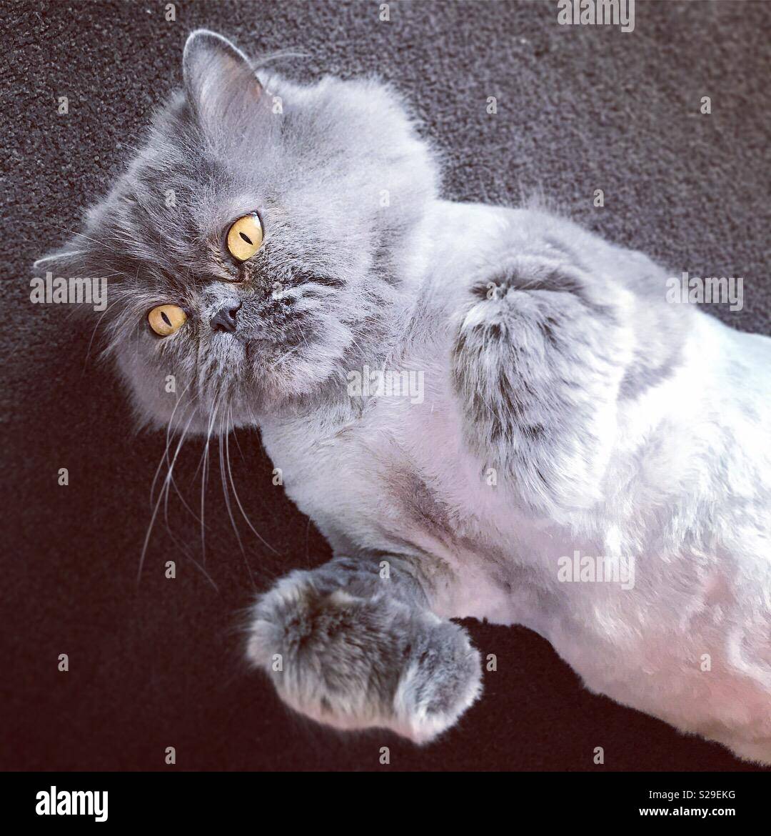 Persian grey cat hi-res stock photography and images - Alamy