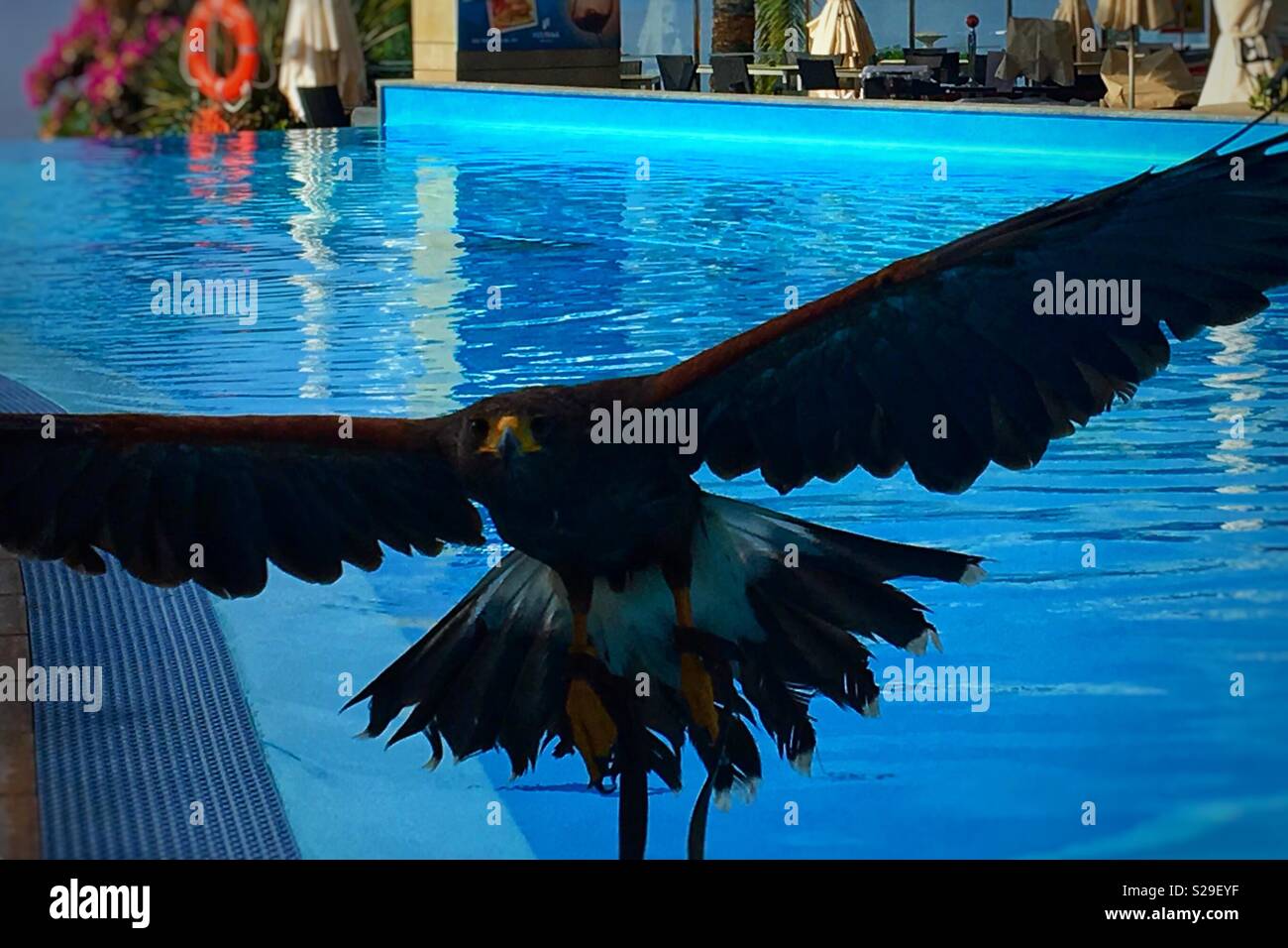 Hawk swooping hi-res stock photography and images - Alamy