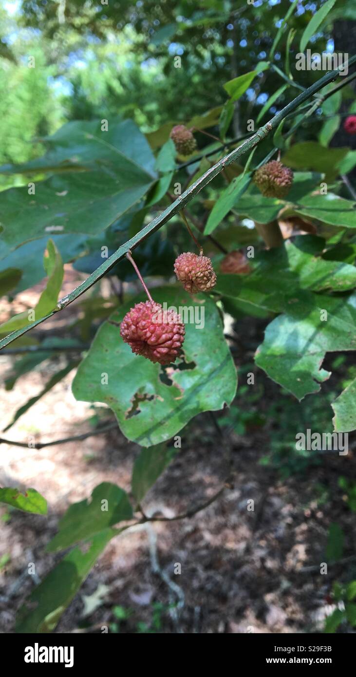 Tree Seed Pods Stock Photos & Tree Seed Pods Stock Images - Alamy
