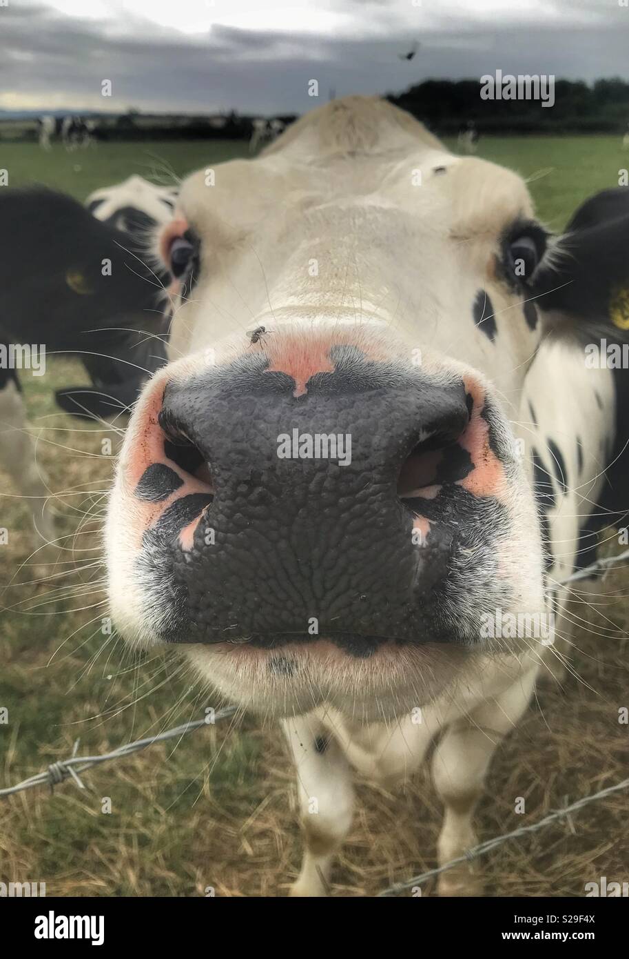 Cow face hi-res stock photography and images - Alamy