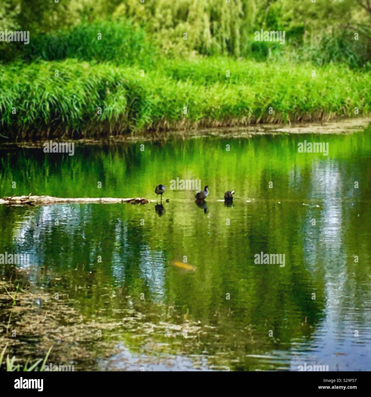 Fishing ducks hi-res stock photography and images - Alamy