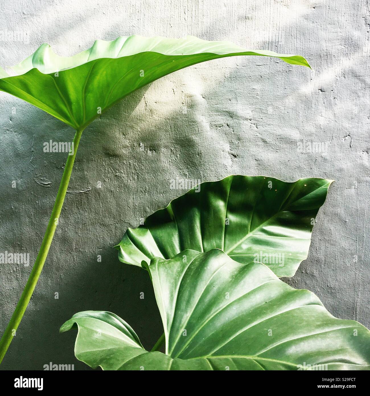 Plantastic hi-res stock photography and images - Alamy