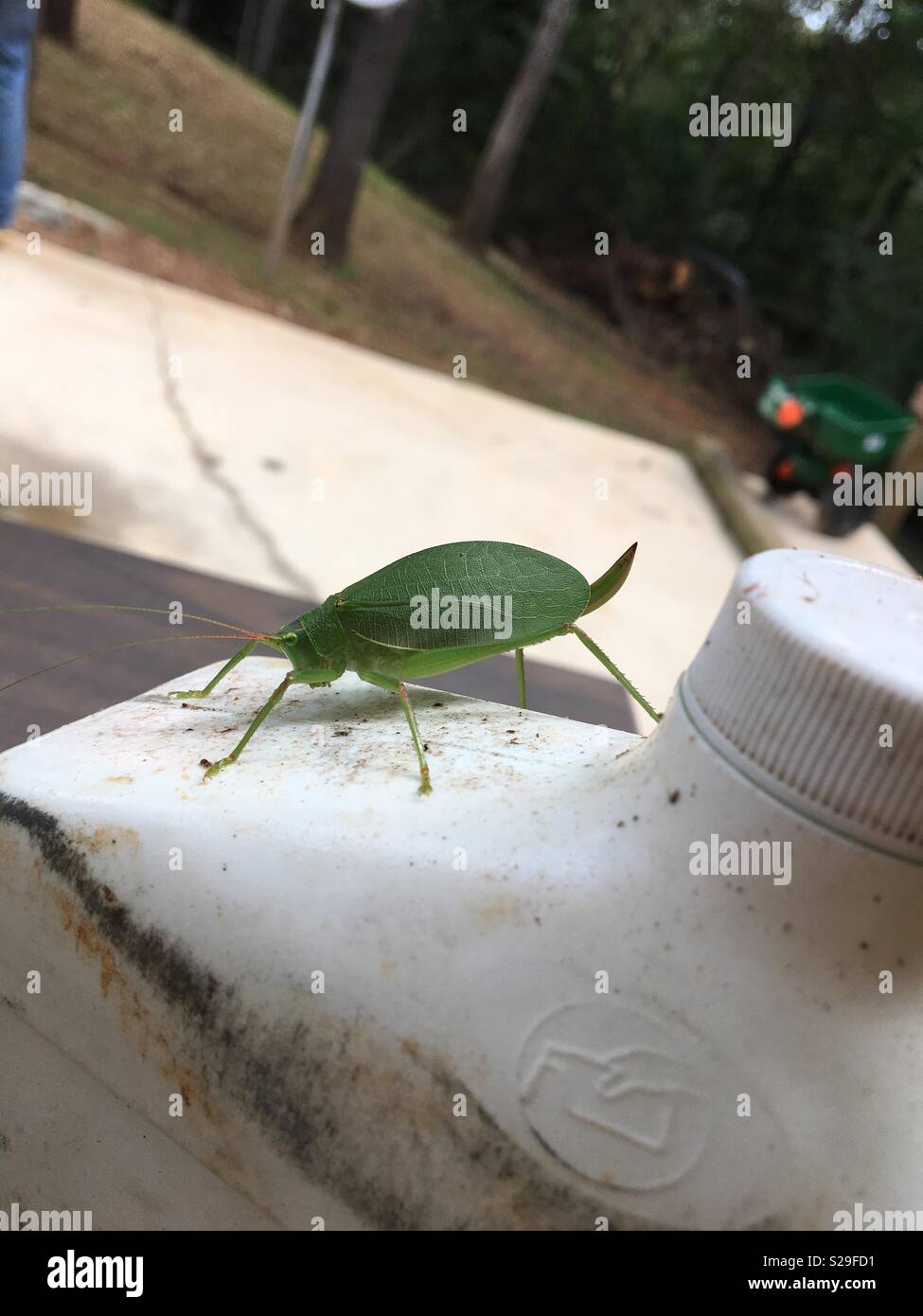 Green insect on white plastic bottle Stock Photo - Alamy