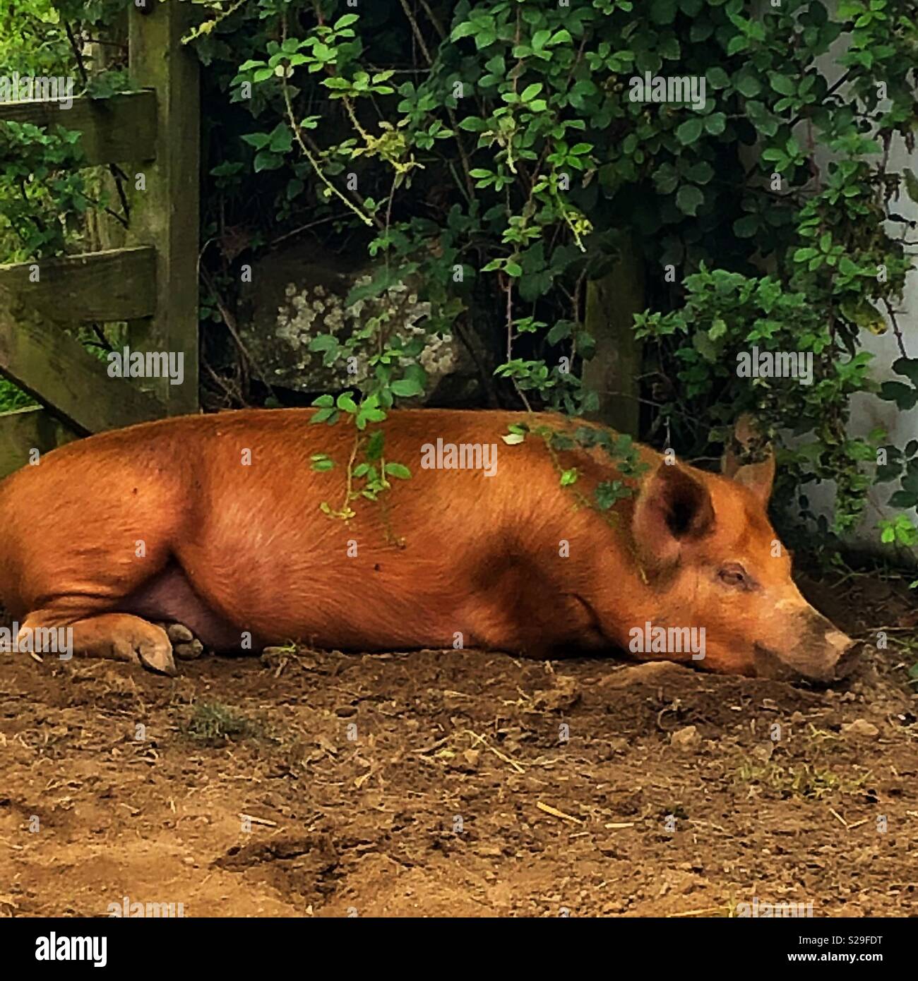 Pig lying hi-res stock photography and images - Alamy