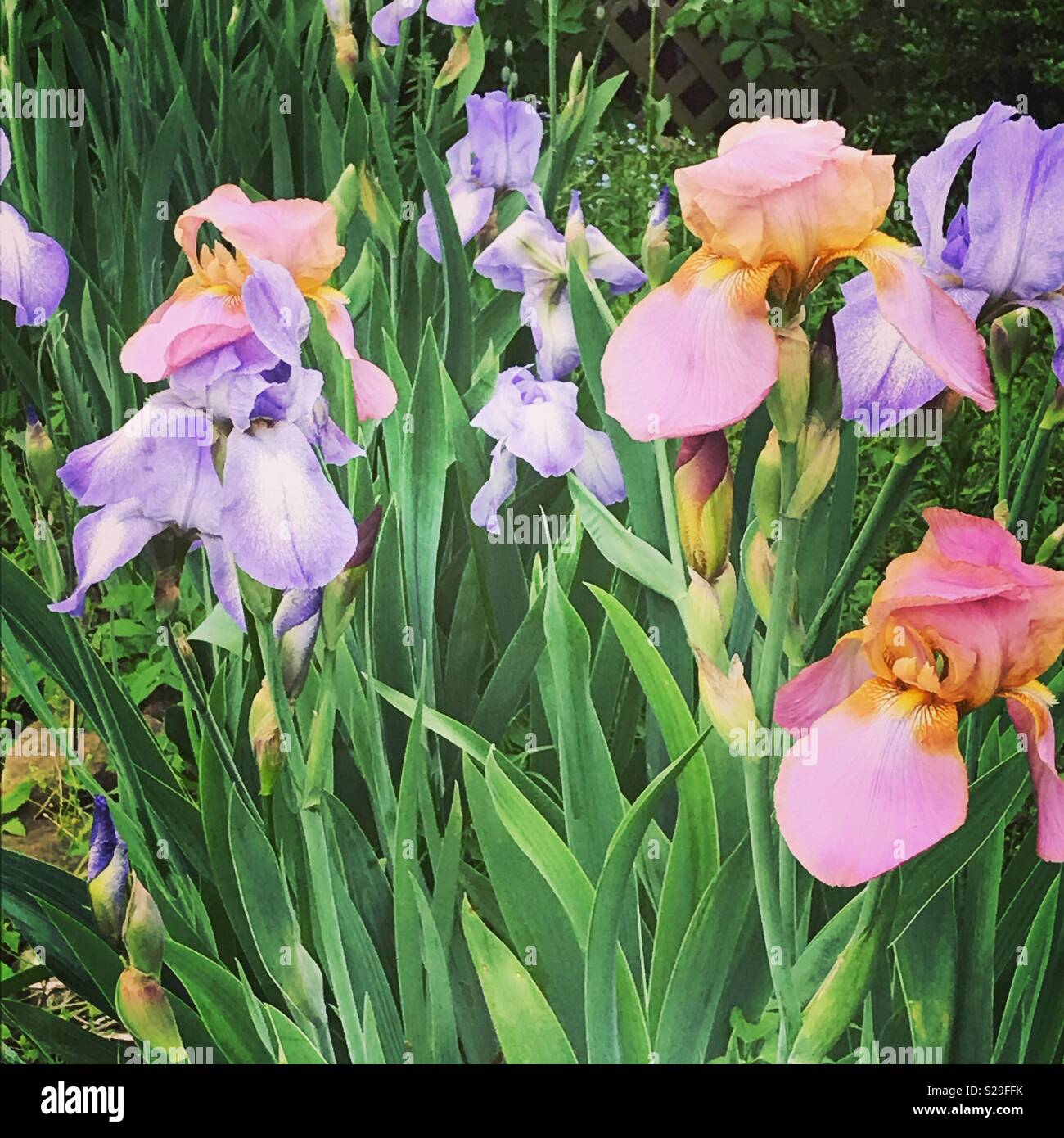 Irises coming up in the field Stock Photo - Alamy