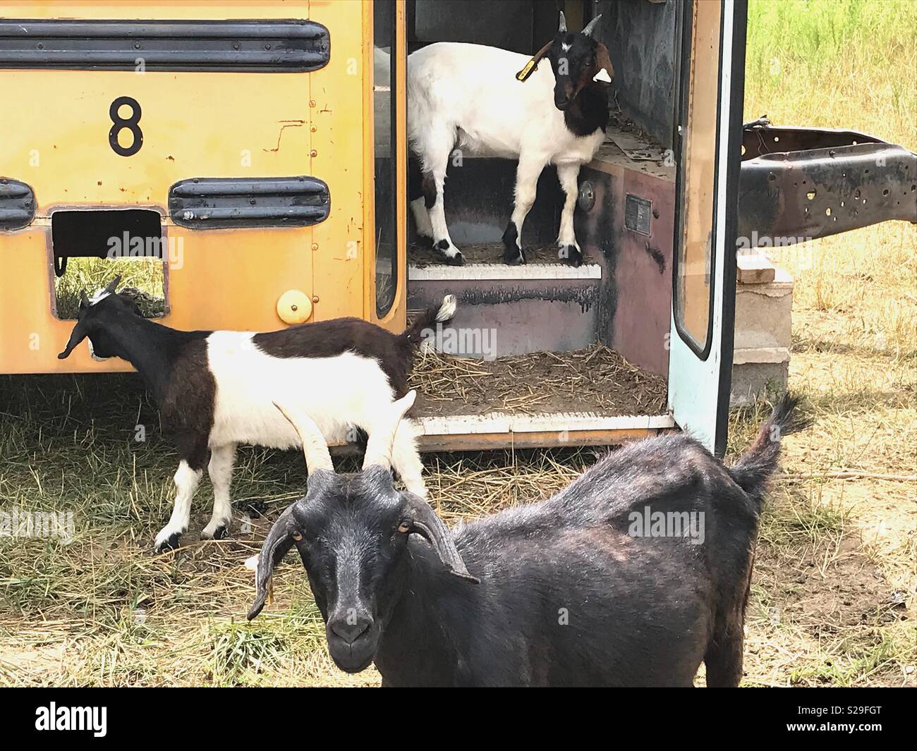 Goats on the bus hi-res stock photography and images - Alamy
