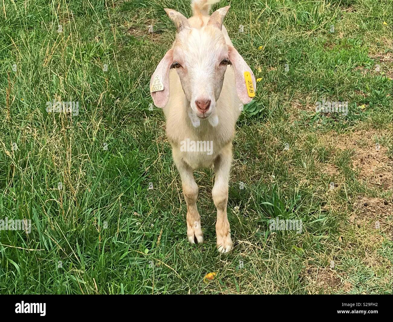 Pretty goat hi-res stock photography and images - Alamy