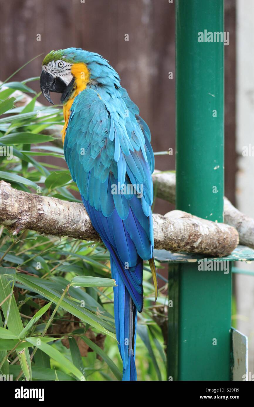 Parrot at longleat Stock Photo - Alamy
