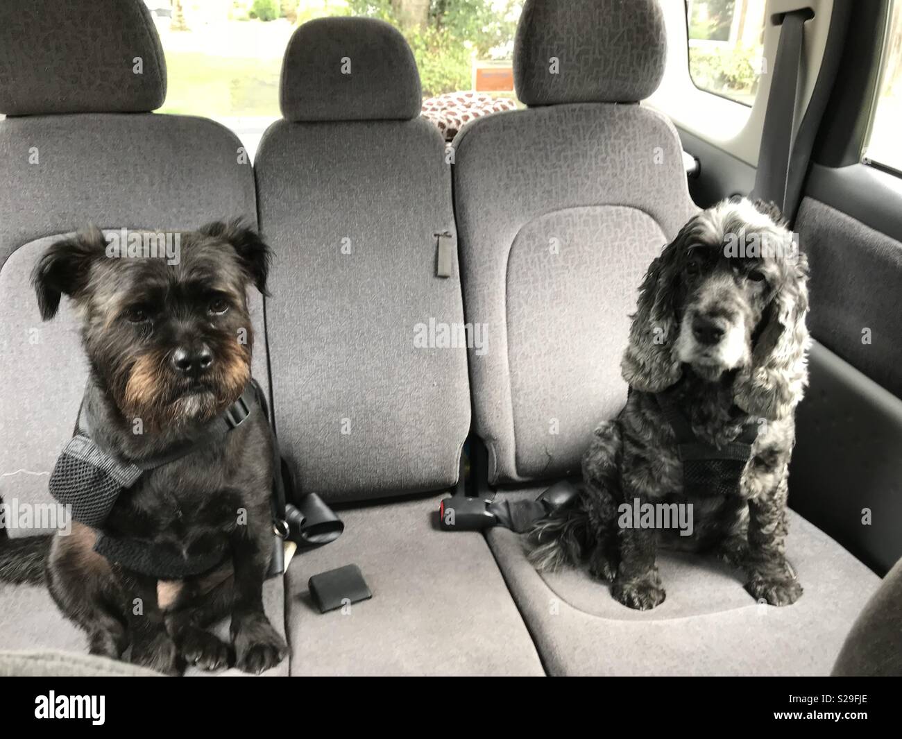 Dogs in car sitting up Stock Photo - Alamy
