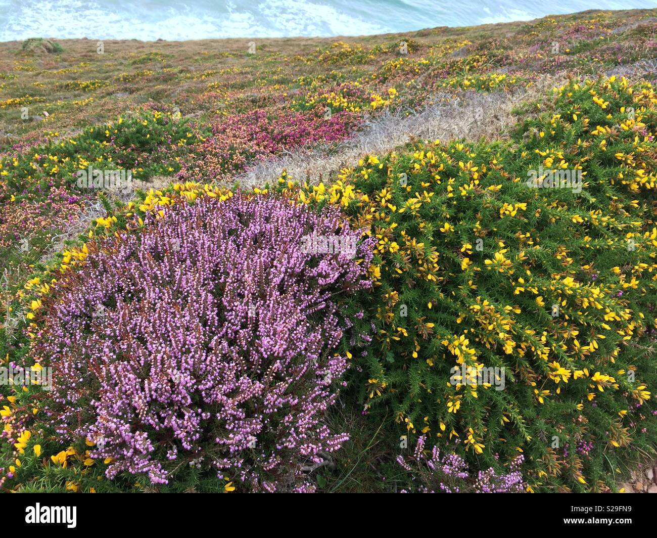 Cliffside flowers hi-res stock photography and images - Alamy