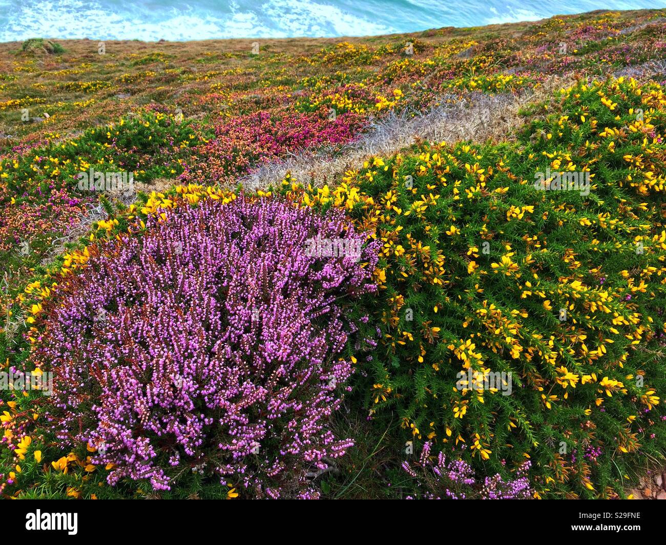 Cliff side flowers hi-res stock photography and images - Alamy