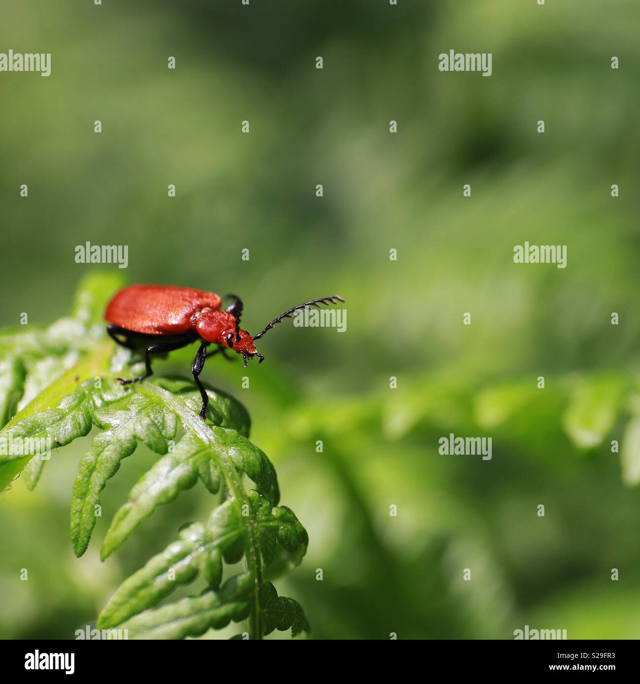 A bugs life hi-res stock photography and images - Alamy