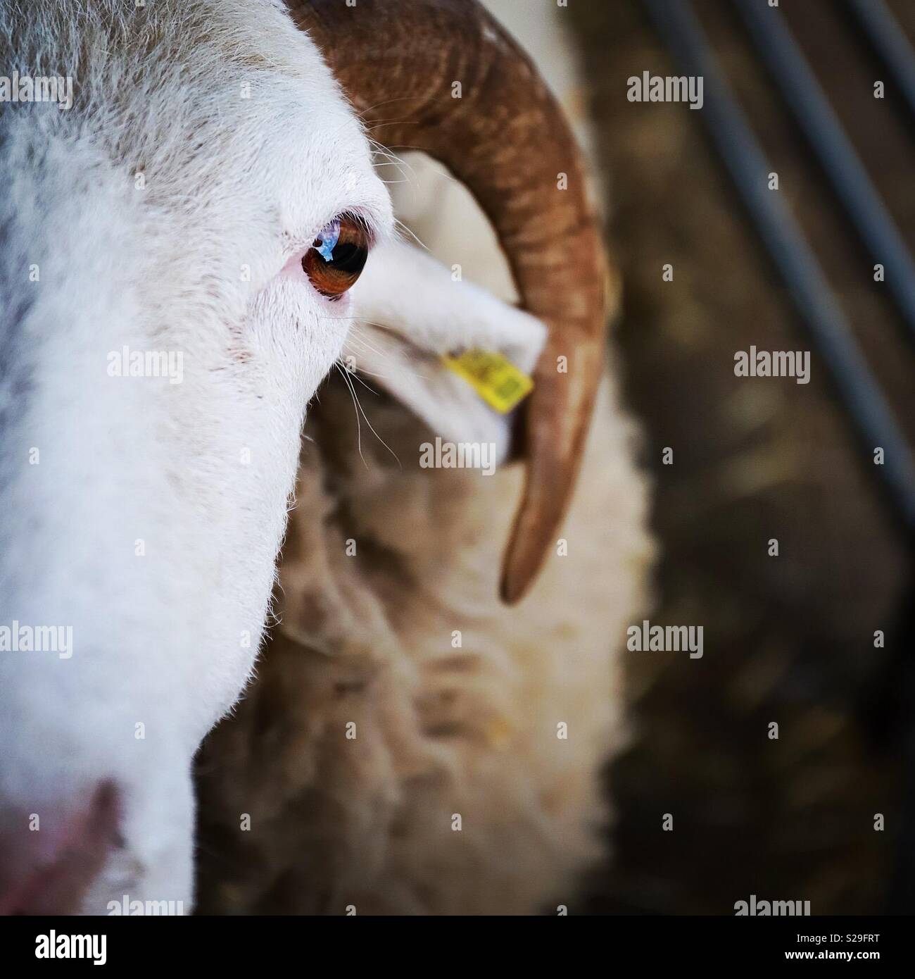 Sheep eye hi-res stock photography and images - Alamy