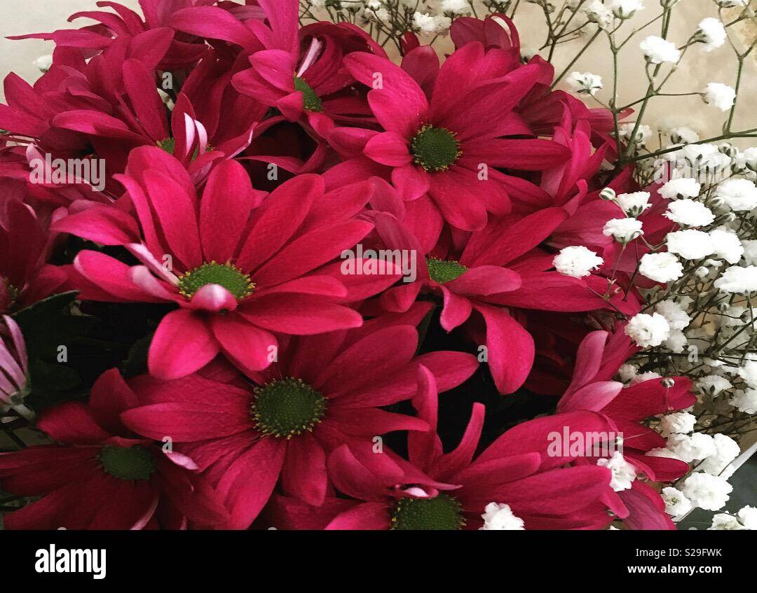 Fuschia pink flower hi-res stock photography and images - Alamy
