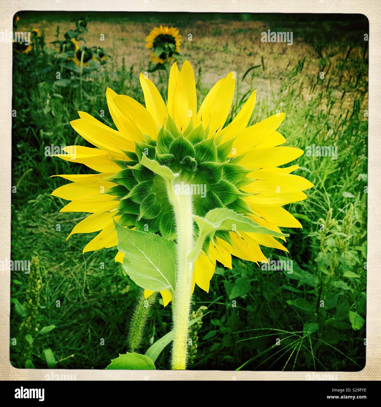 Back view of sunflower hi-res stock photography and images - Alamy