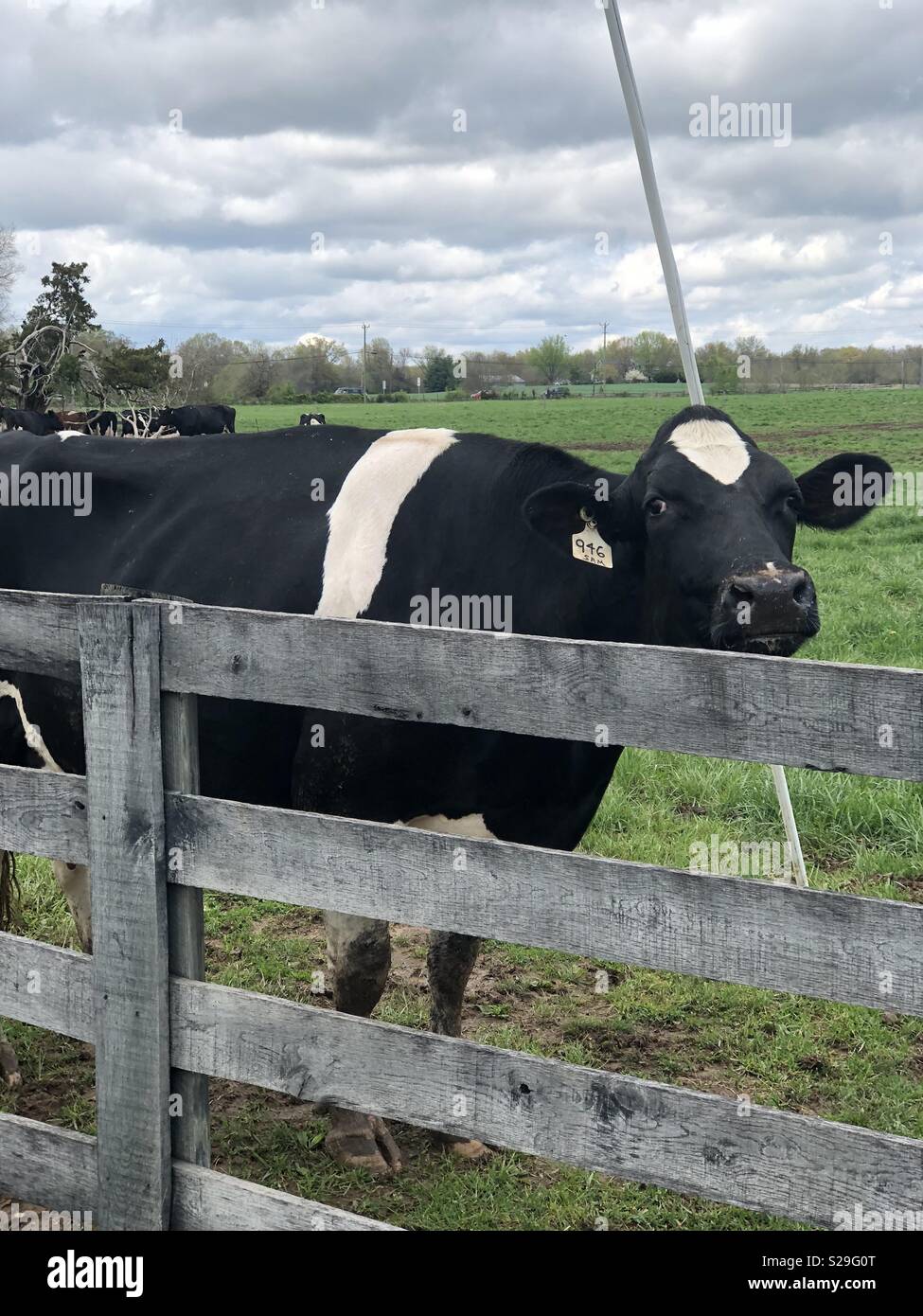 Moo cow hi-res stock photography and images - Alamy