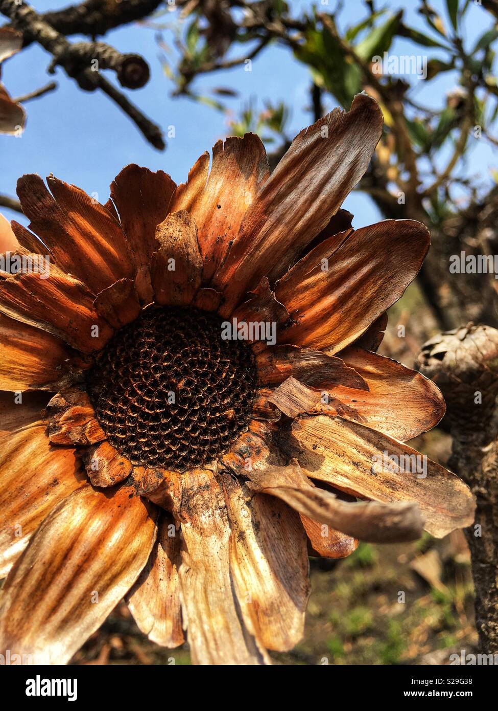 South african mountains hi-res stock photography and images - Alamy