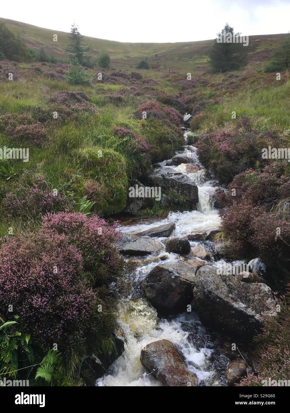 Waterfall surrounded by beautiful heather Stock Photo - Alamy
