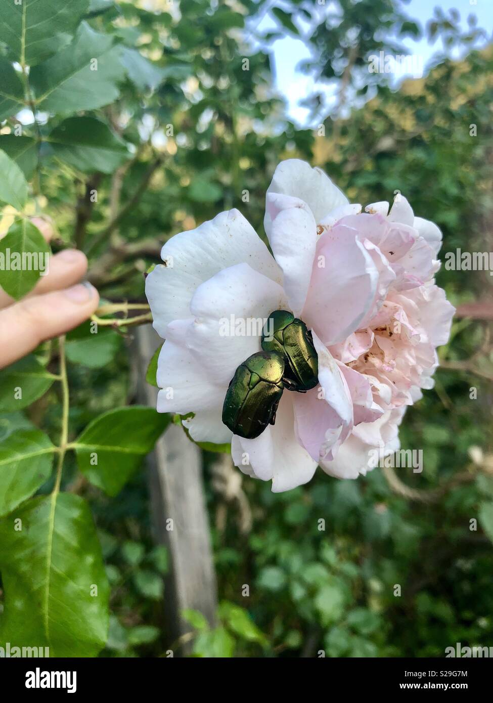 Rose beetles hi-res stock photography and images - Alamy