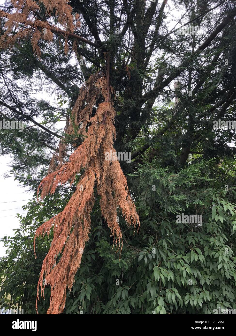 Red branch stand out from the crowd Stock Photo - Alamy