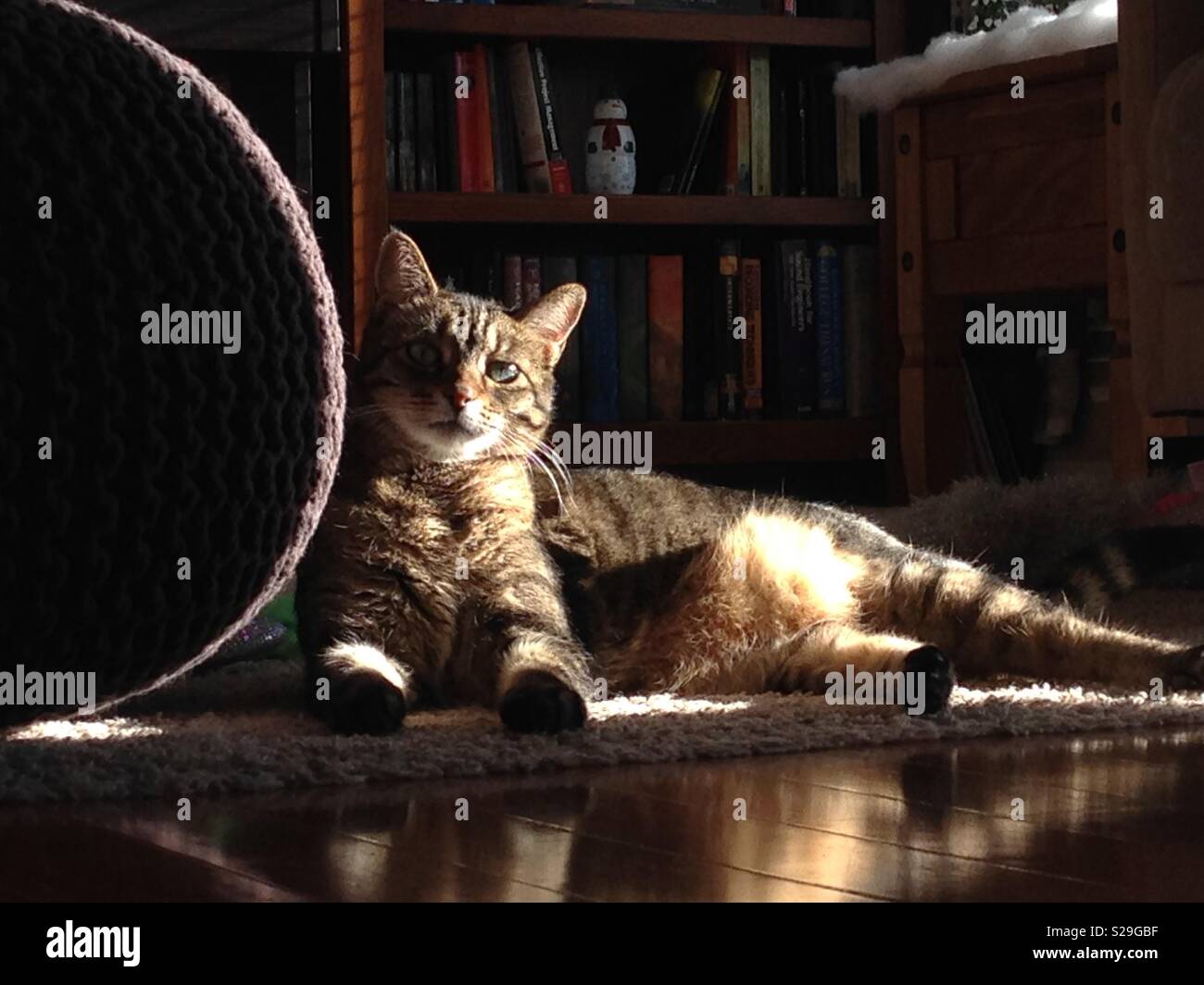 Cat Basking in Sunlight Stock Photo - Alamy