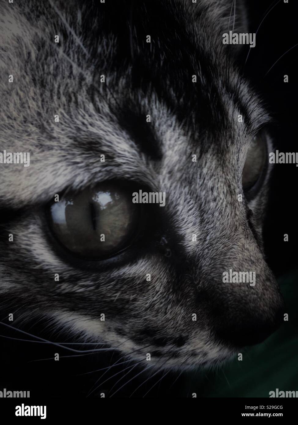 All staring eyes hi-res stock photography and images - Alamy