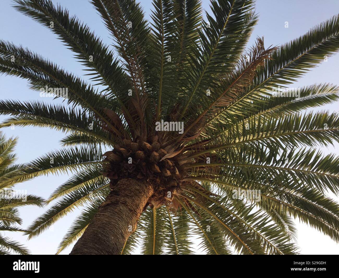Lanzarote palm tree Stock Photo - Alamy