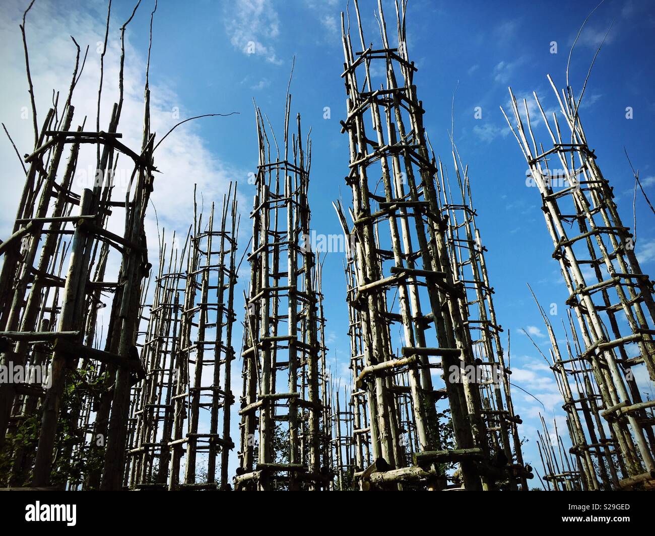 The tree cathedral hi-res stock photography and images - Alamy
