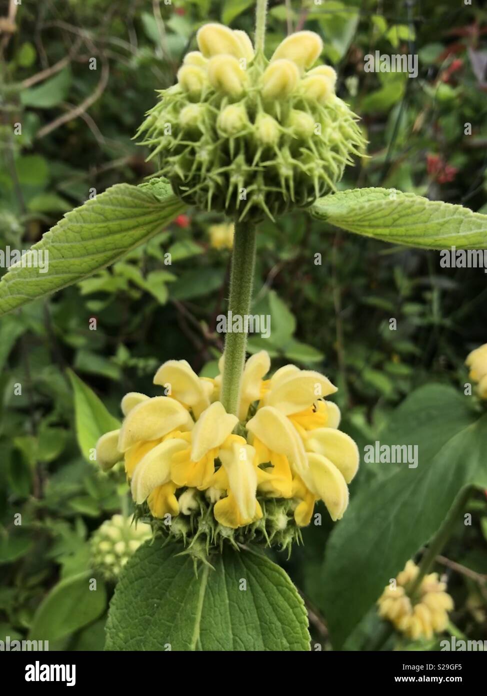 Yellow sage flower hi-res stock photography and images - Alamy