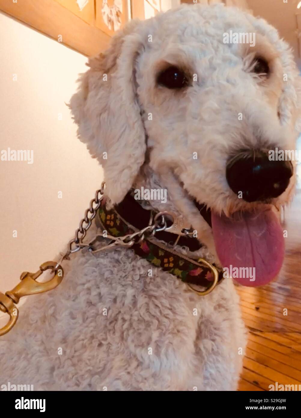 Happy Poodle High Resolution Stock Photography and Images - Alamy