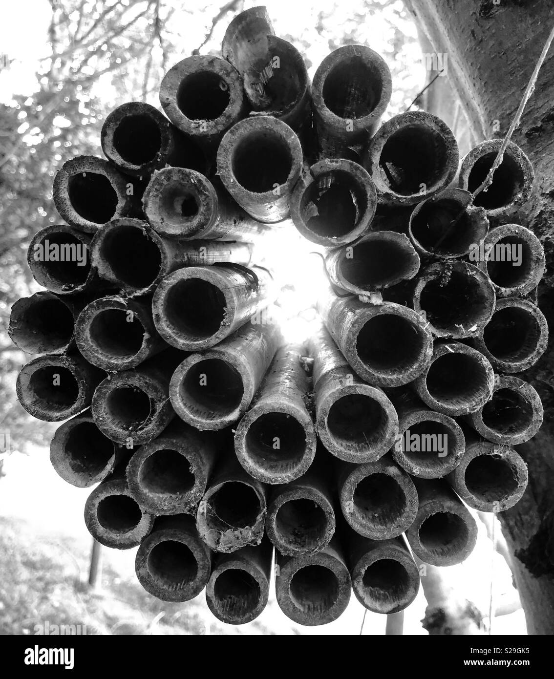 Sun peeping through a bamboo bug hotel Stock Photo - Alamy