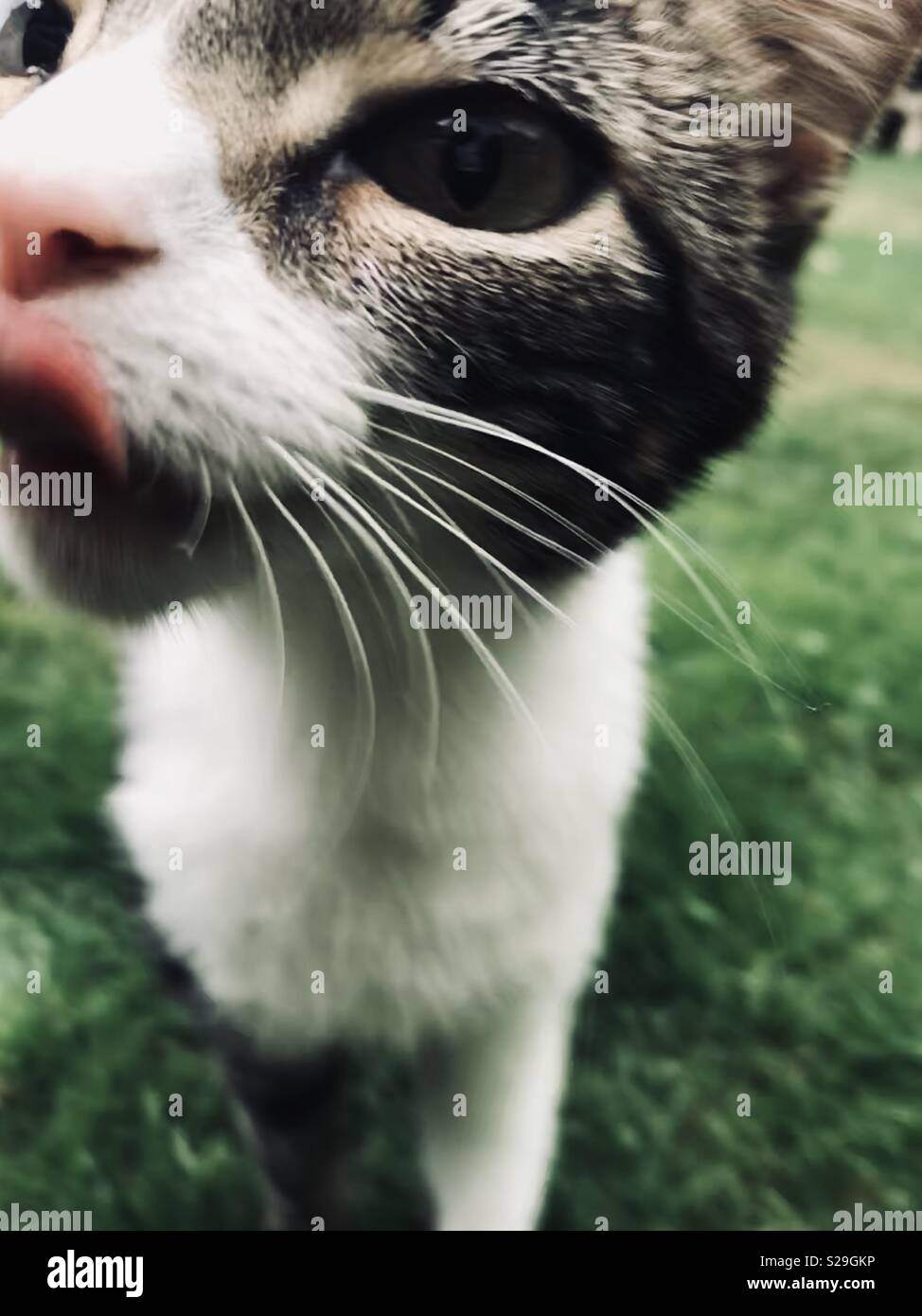 Black cat licking lips hi-res stock photography and images - Alamy