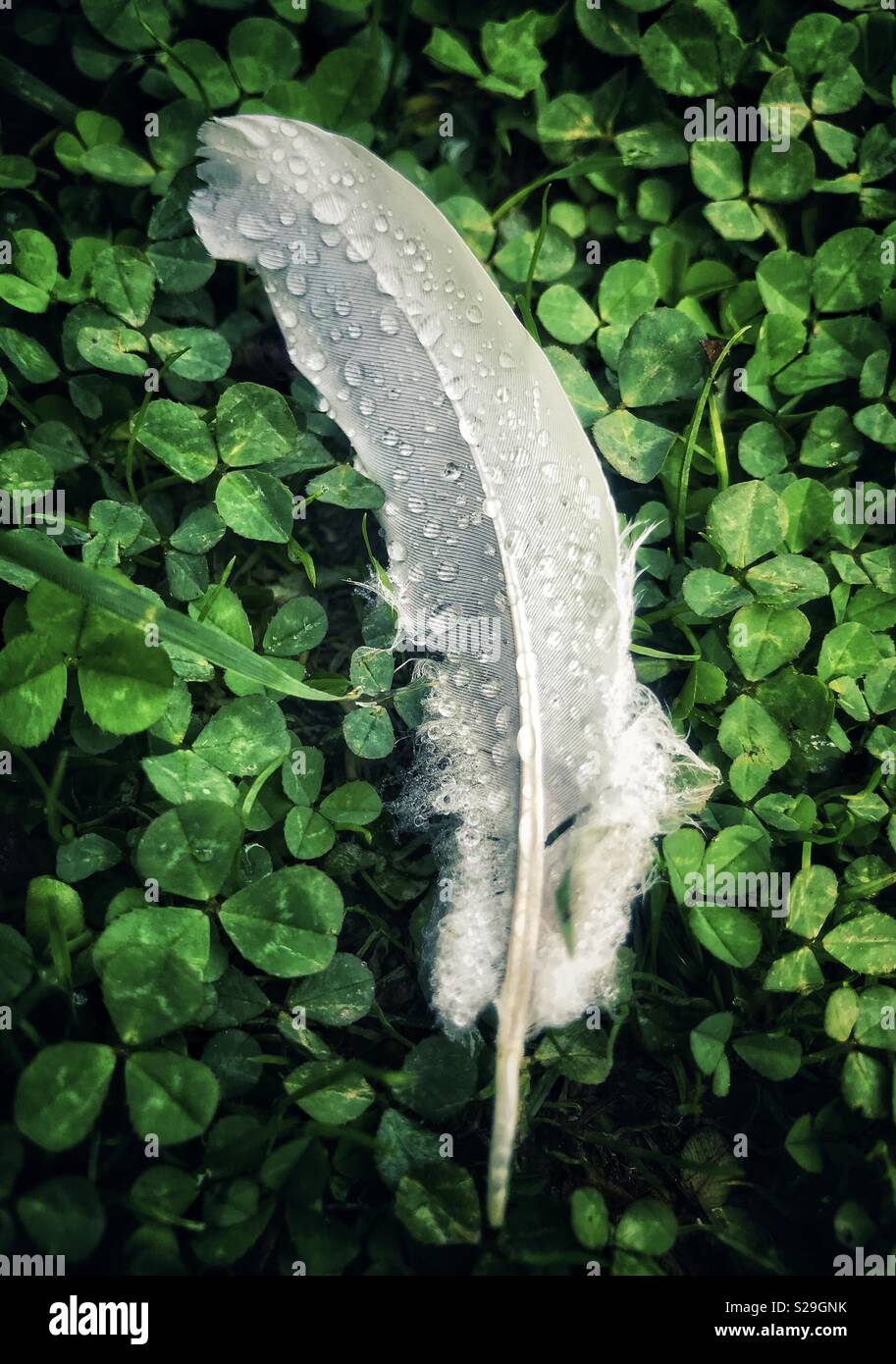A white feather lies on top of Clover in the rain Stock Photo - Alamy