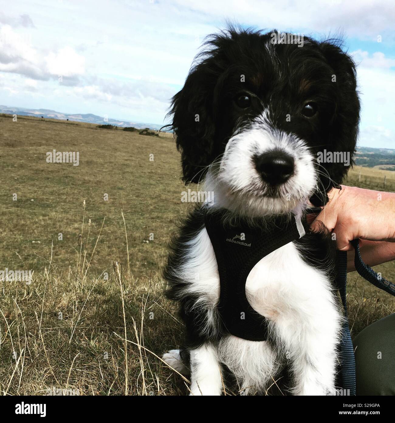 Puppy in the countryside Stock Photo - Alamy