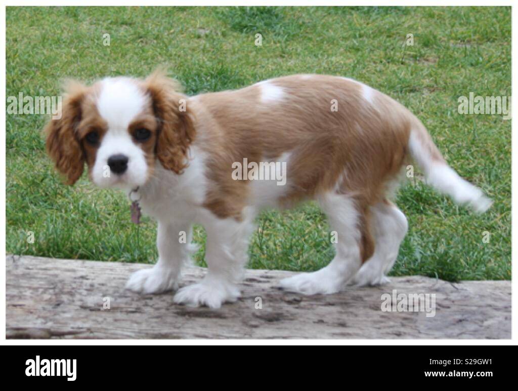 Puppy dog King Charles cavalier 8 weeks old in garden Stock Photo - Alamy