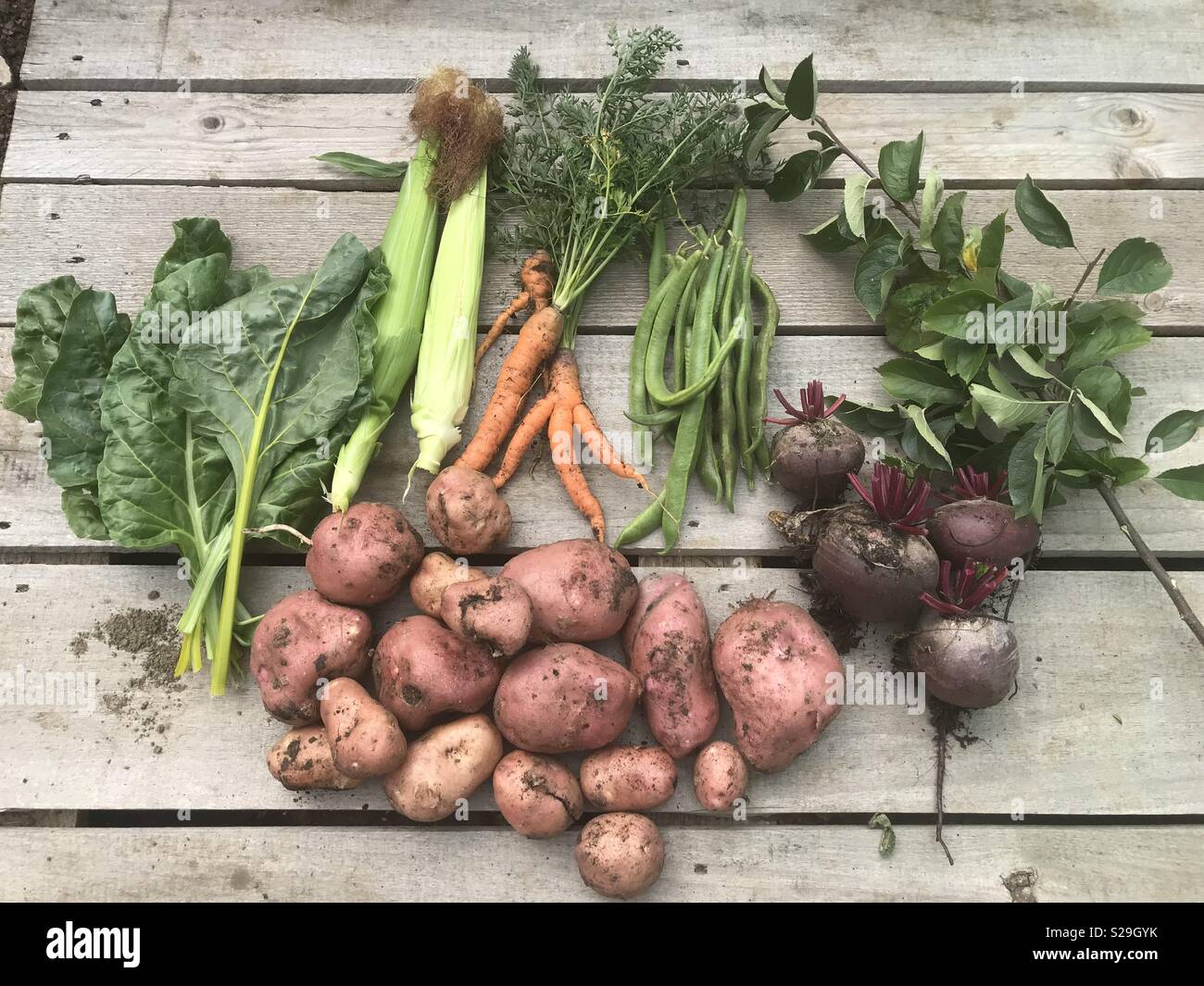 Harvest of vegetables hi-res stock photography and images - Alamy
