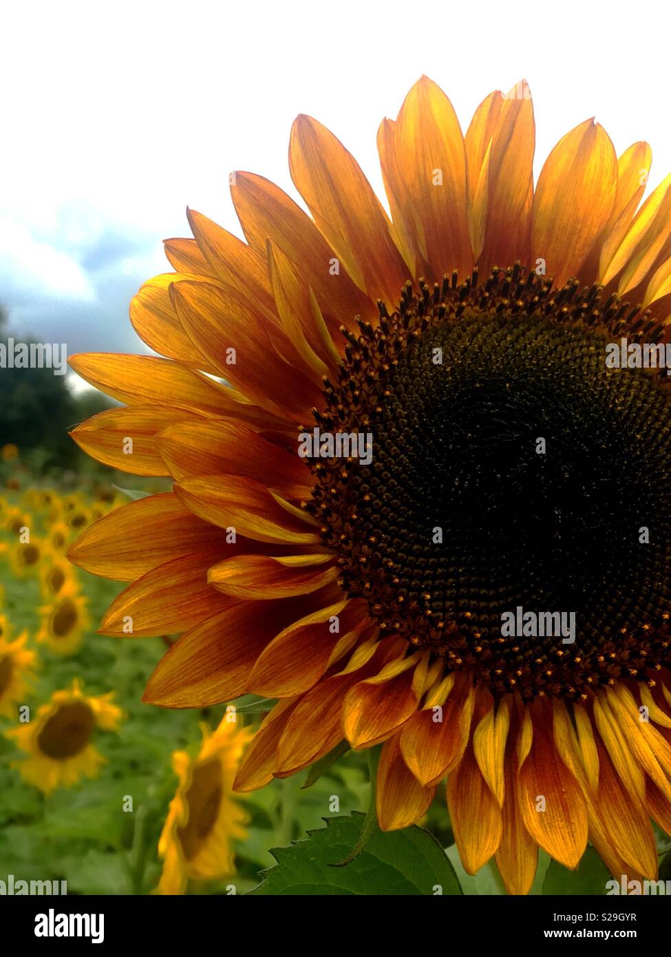 Gorgeous sunflower hi-res stock photography and images - Alamy