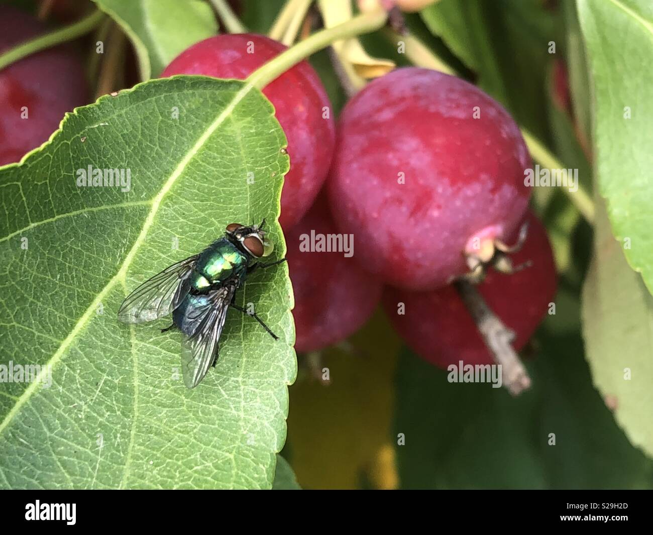 Red apple tree hi-res stock photography and images - Alamy