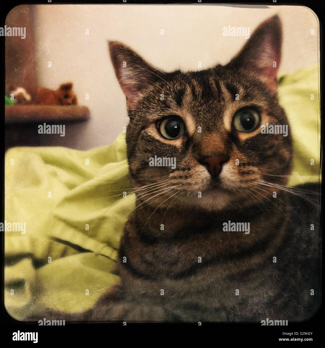 Suspicious cat hi-res stock photography and images - Alamy