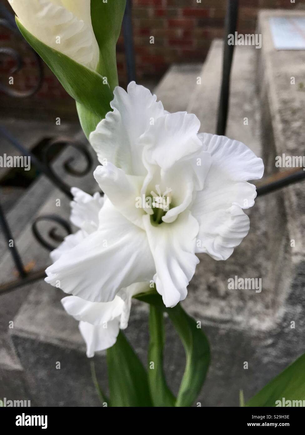 White Gladiolus High Resolution Stock Photography and Images - Alamy