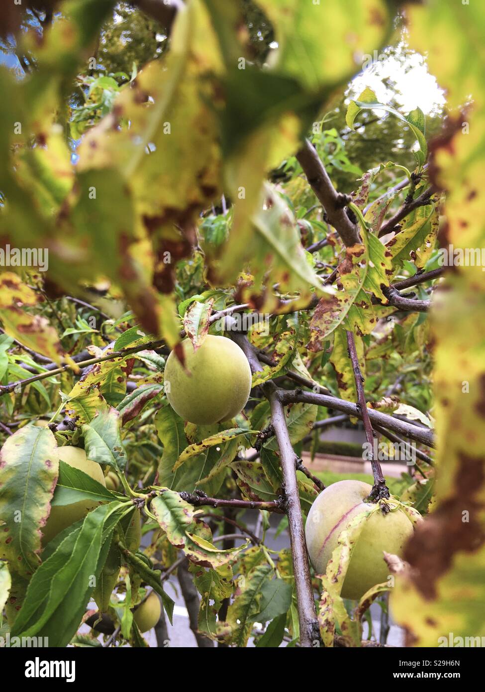 Plum in a tree by the street Stock Photo - Alamy