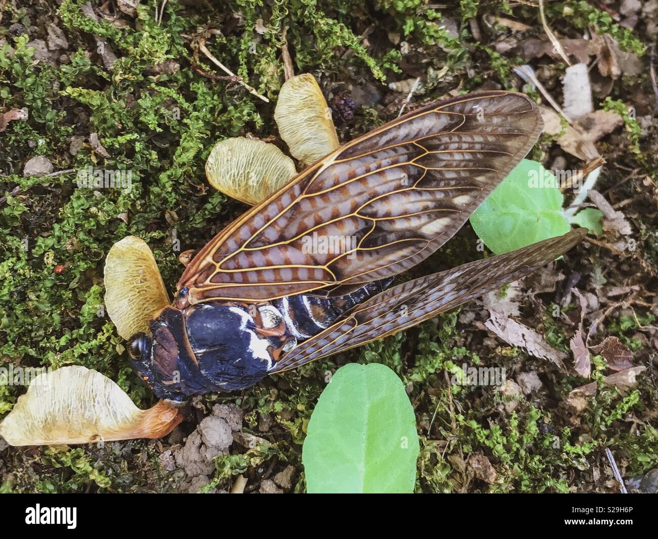 Japanese bug hi-res stock photography and images - Alamy