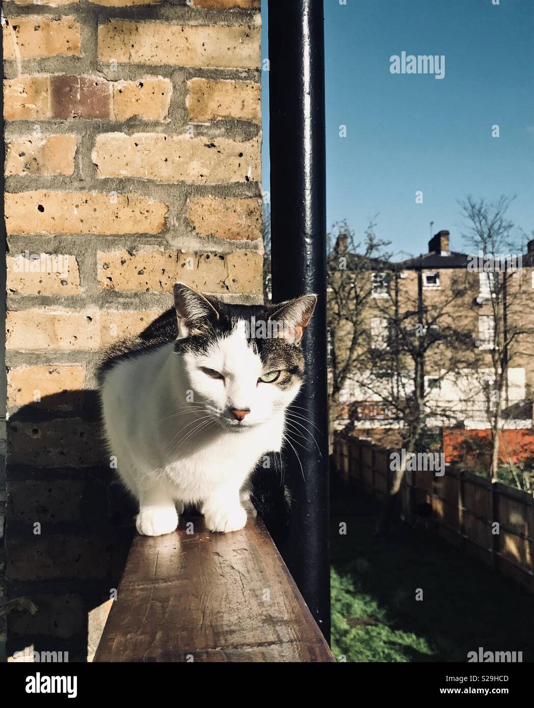 Urban cat hi-res stock photography and images - Alamy