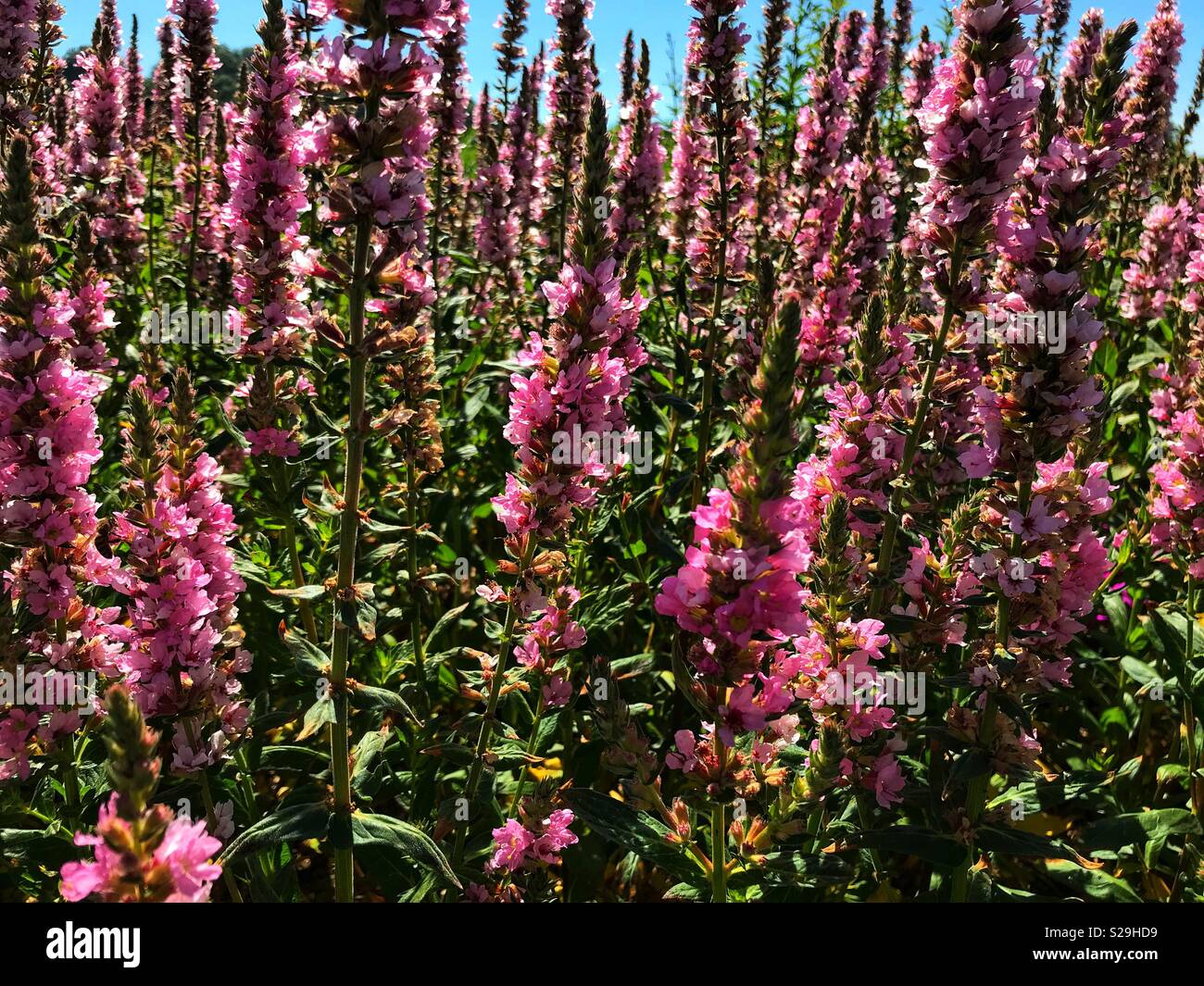 Low angle view of flowers hi-res stock photography and images - Alamy