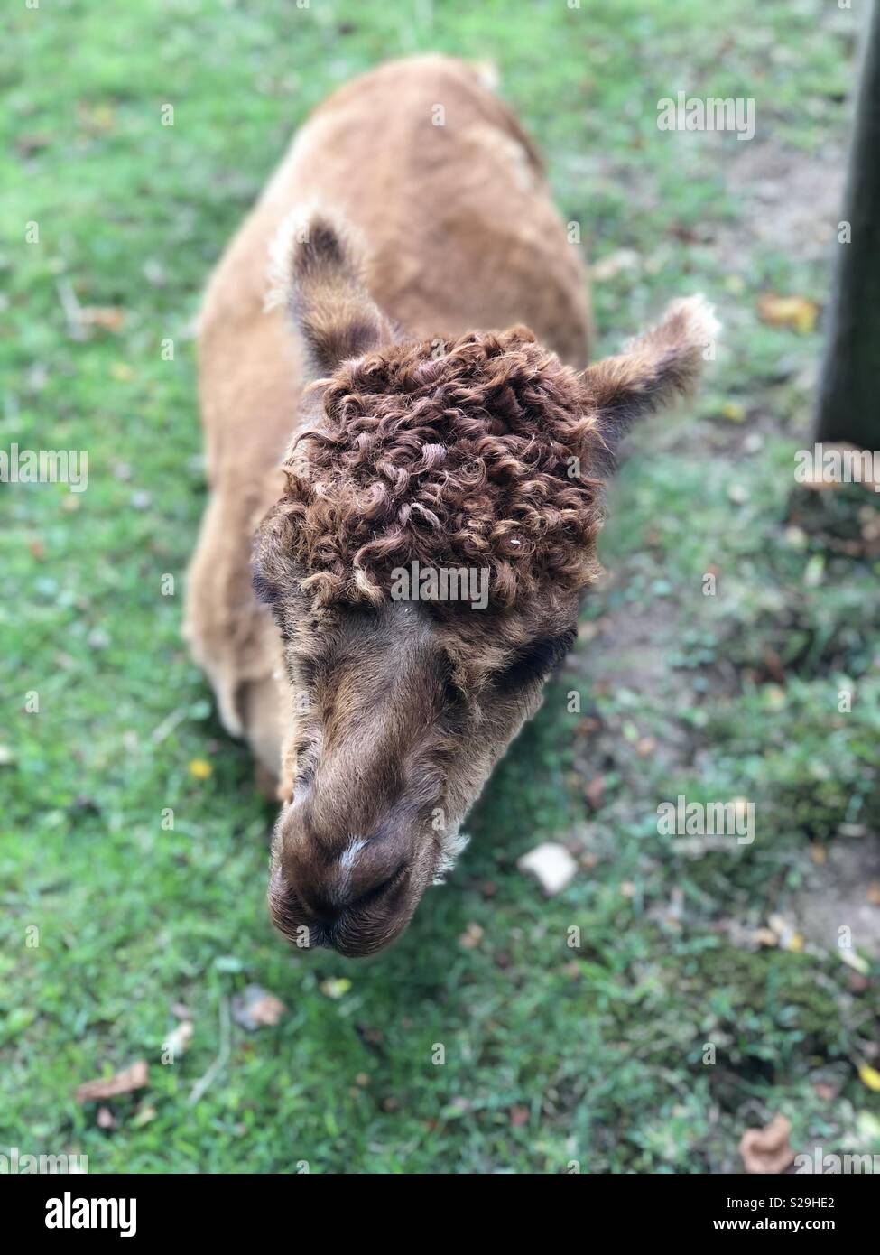 #alpaca,curly hair, lazing Stock Photo - Alamy