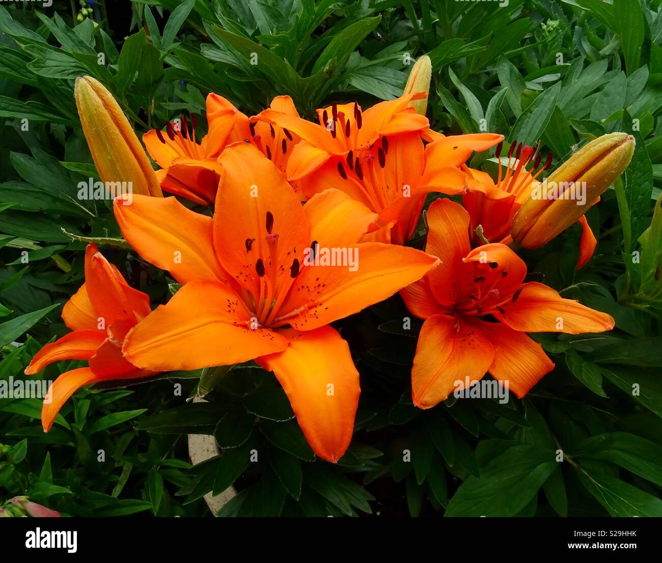 Orange lilies hi-res stock photography and images - Alamy