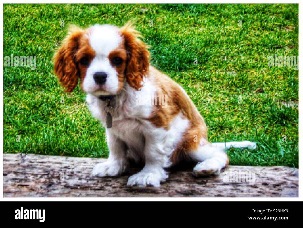 Puppy dog 7 weeks old King Charles cavalier Stock Photo - Alamy