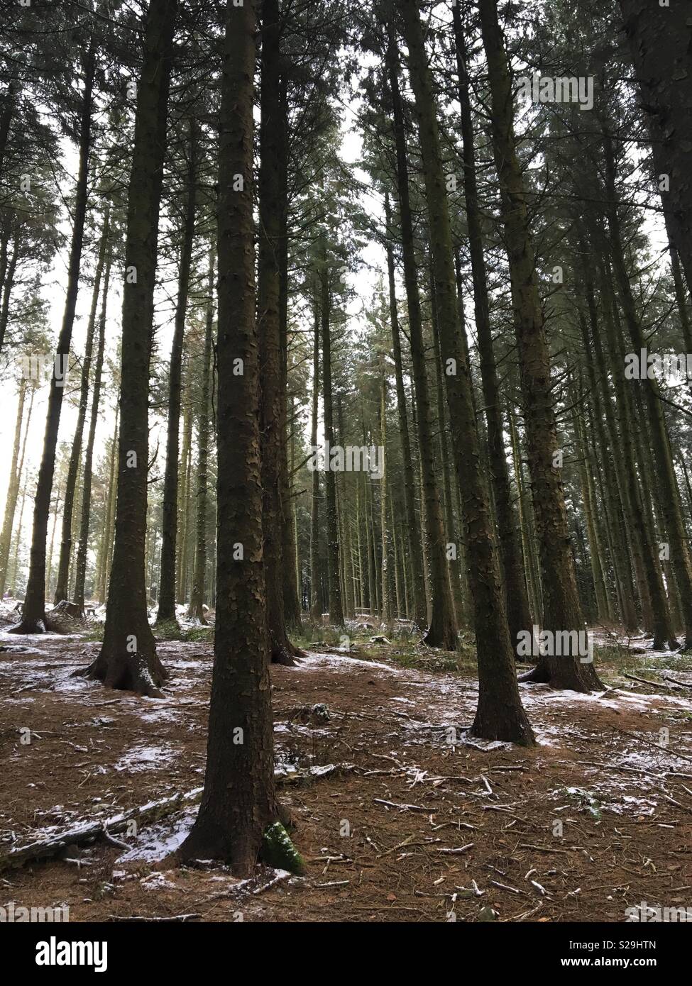Forrest and trees hi-res stock photography and images - Alamy