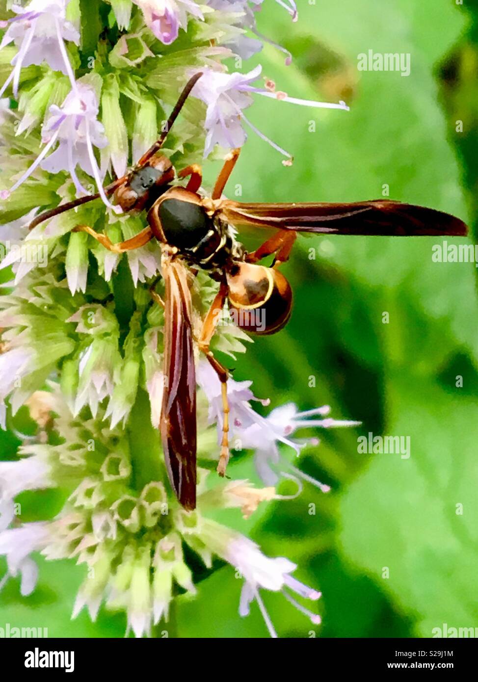Wasp sucking nectar Stock Photo - Alamy